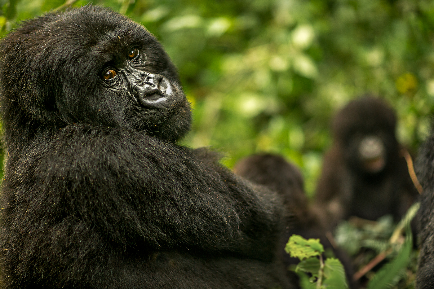 Hirwa Safaris – Phenomenal Encounters