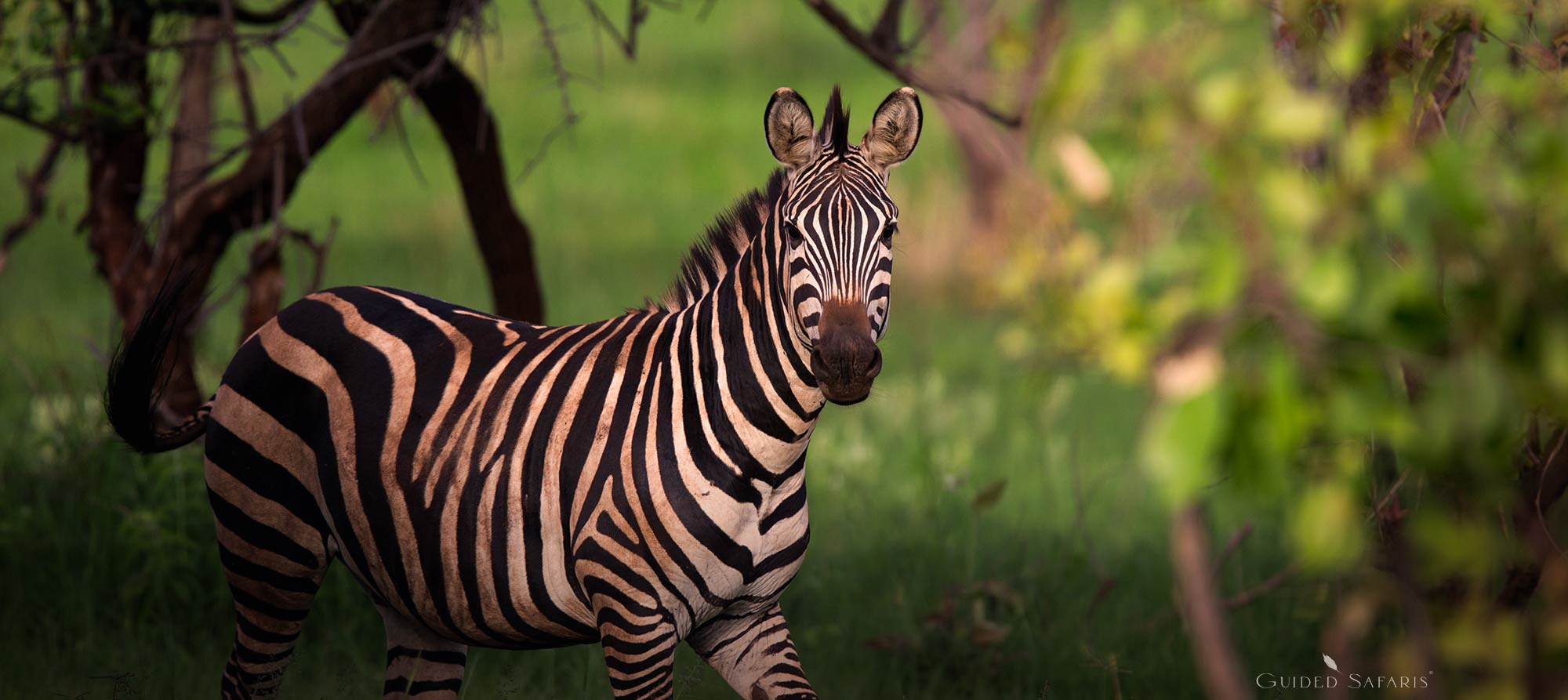 Hirwa Safaris – Phenomenal Encounters